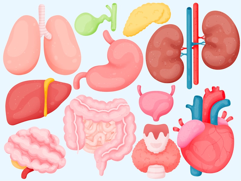 Printable Human Organs Clipart Set / Commercial Use/ PNG - Etsy India