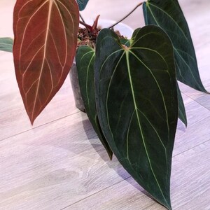 Anthurium (carla X Pap) X (carla X Port) - One Seedling - Grower's ...
