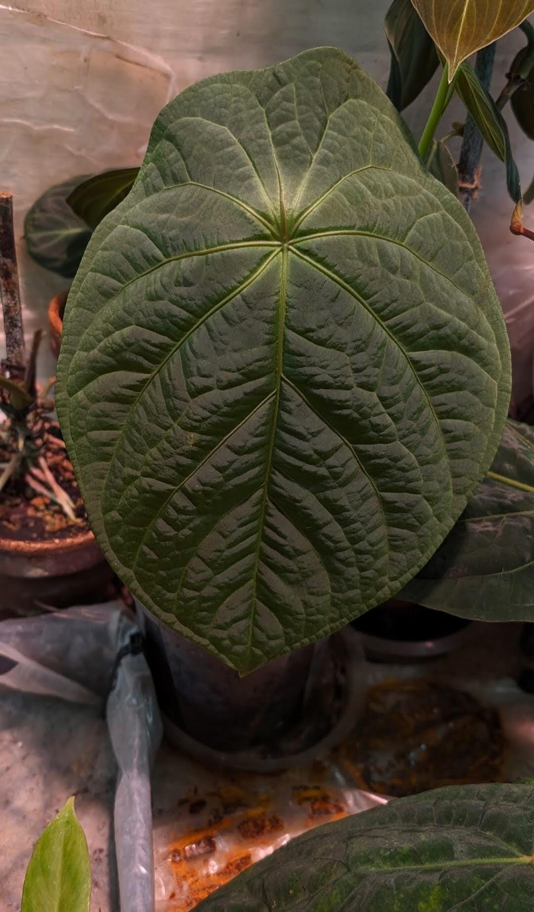 Anthurium Dressleri RG S1 X (forgetii X Debile) - One Seedling - Grower ...