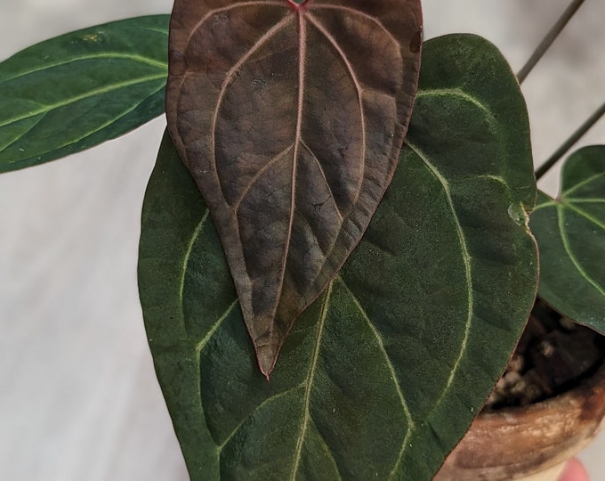 Anthurium Red Crystal X NSE Portillae Clone - Etsy