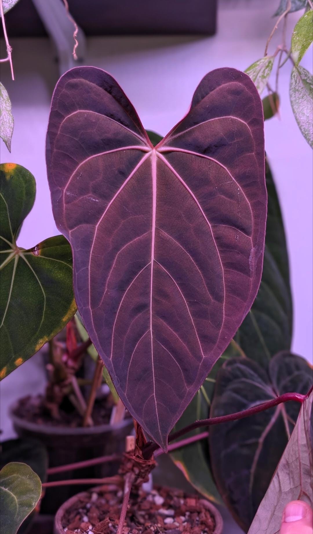 Anthurium (carla X Pap) X (carla X Port) - One Seedling - Grower's ...