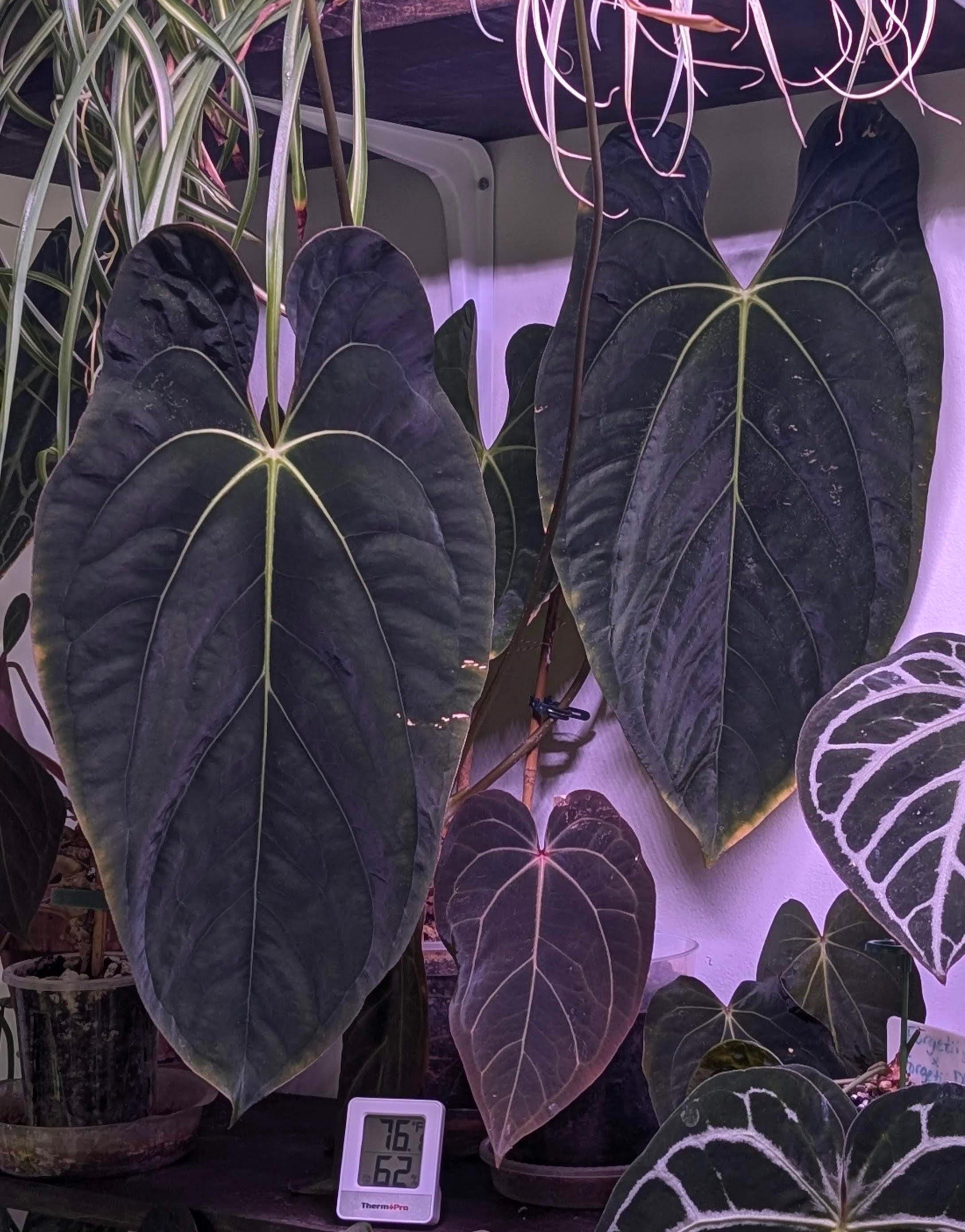 Anthurium Long X Long Bullet Pap F2 - Seedlings - Grower's Choice - Etsy