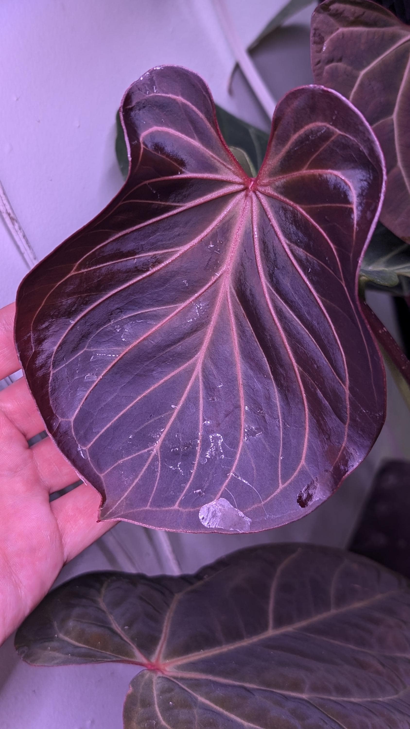 Anthurium KOS X (carla X Pap) - Exact Plant in Video! - Etsy