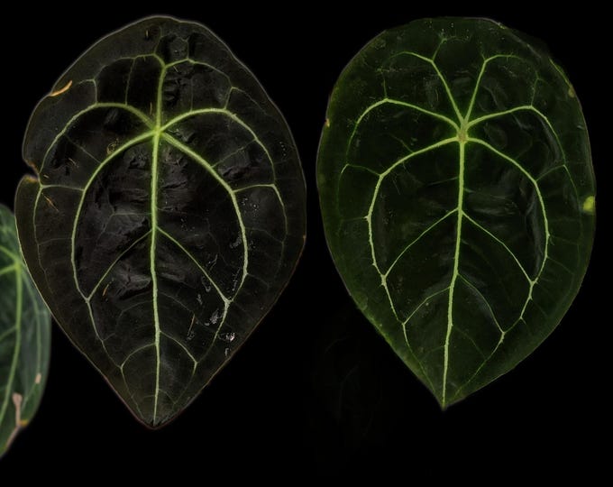 Anthurium Forgetii Dark Form X Forgetii Dark & Bullate Seedling - Rehab ...