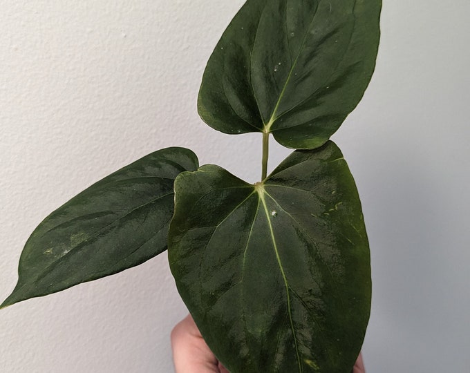 Anthurium Delta Dawn X Papillilaminum - Etsy