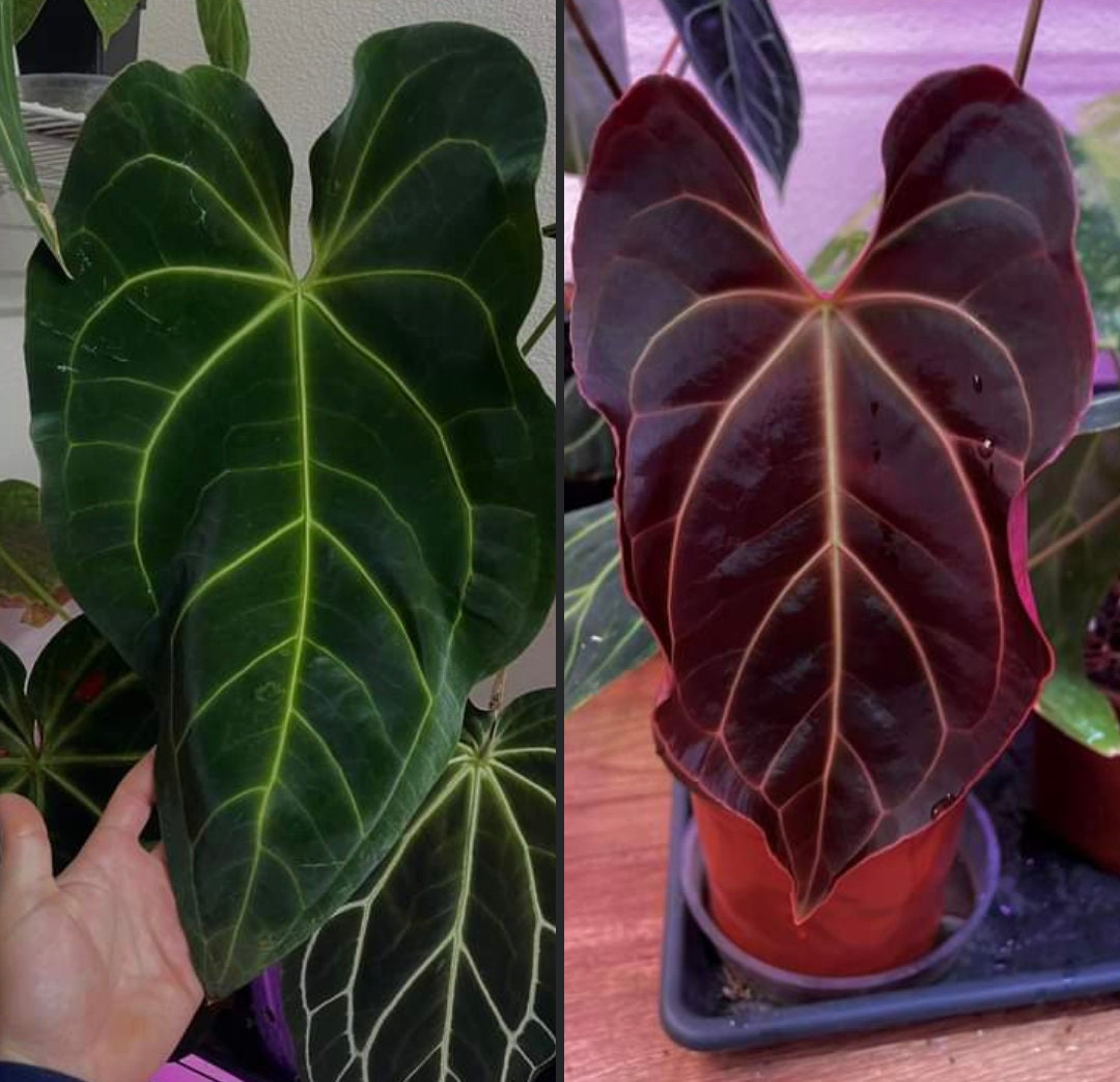 Anthurium pap X Mag X Besseae Aff. Seedling - Etsy