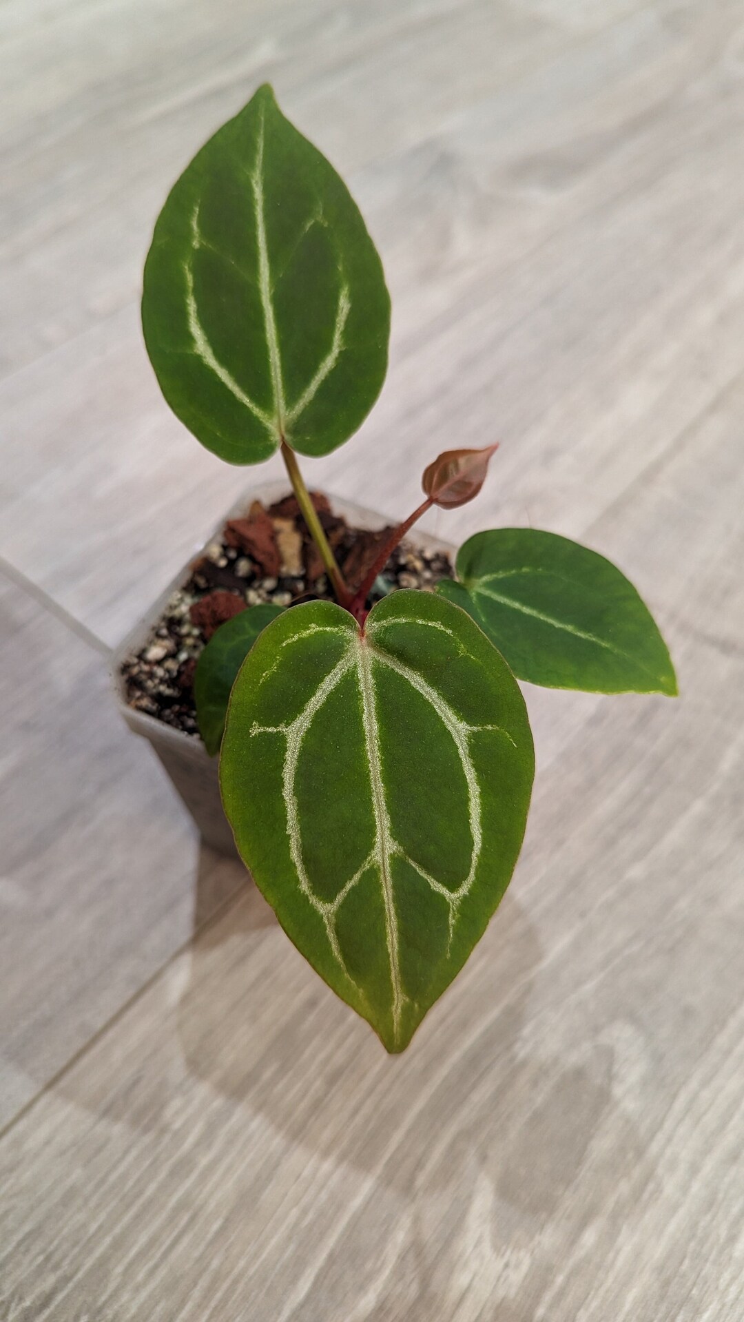 Anthurium Doc Block F2 X (papillilaminum X Magnificum) - Etsy