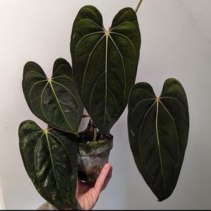 Anthurium (carla X Pap) X (carla X Port) - One Seedling - Grower's ...