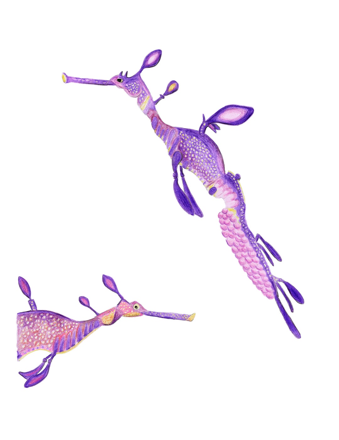 Weedy Sea Dragons, Fine Art Print of a Colored Pencil Drawing by Kat ...
