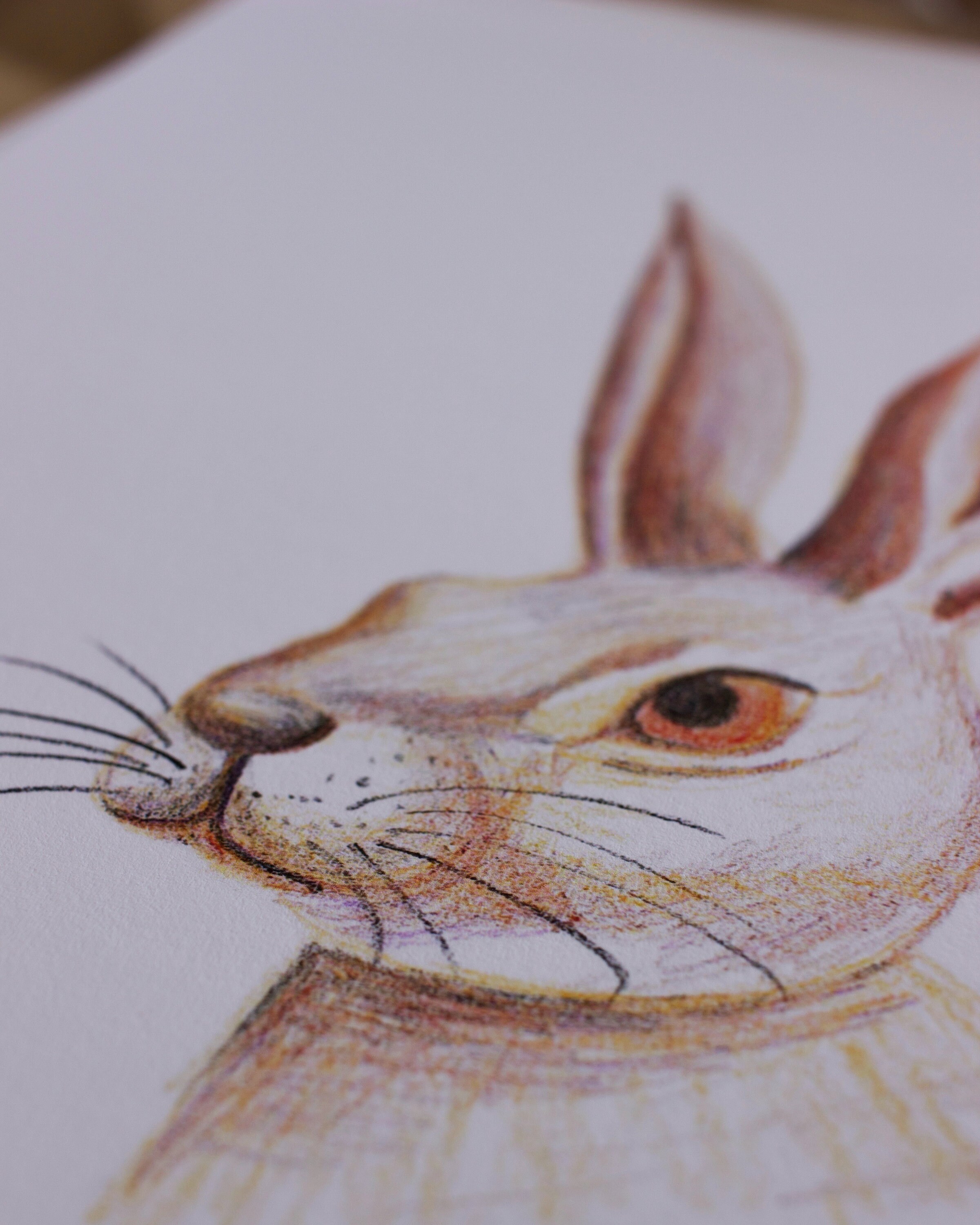 Rabbit, Fine Art Print of a Colored Pencil Drawing by Kat Dicconson - Etsy