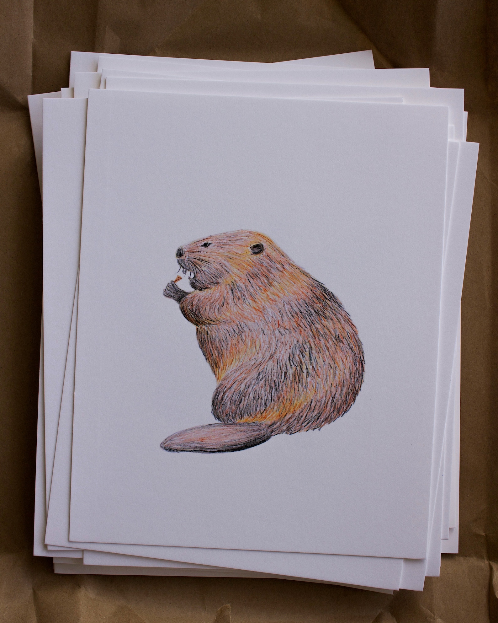 Beaver, Fine Art Print of a Colored Pencil Drawing by Kat Dicconson - Etsy