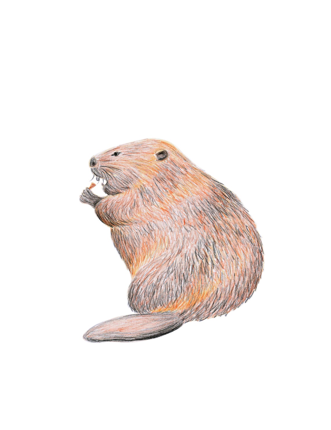 Beaver, Fine Art Print of a Colored Pencil Drawing by Kat Dicconson - Etsy