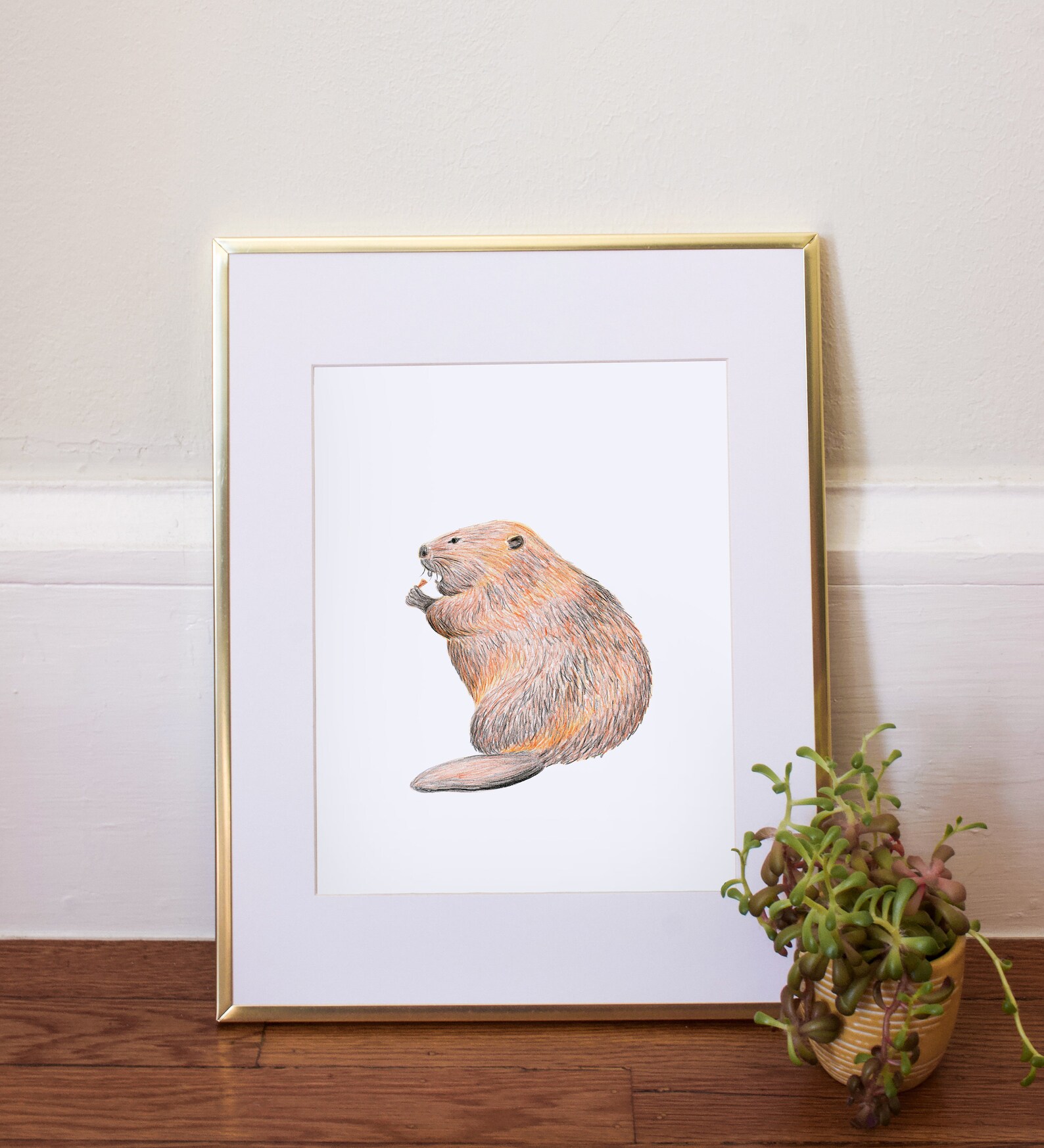 Beaver, Fine Art Print of a Colored Pencil Drawing by Kat Dicconson - Etsy
