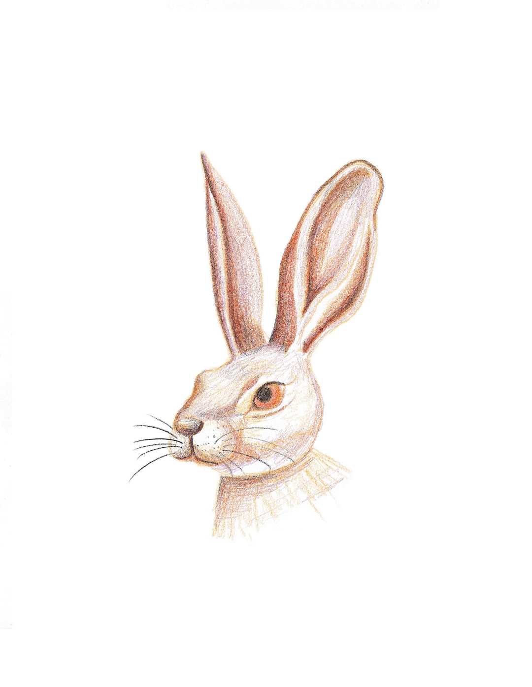 Rabbit, Fine Art Print of a Colored Pencil Drawing by Kat Dicconson - Etsy