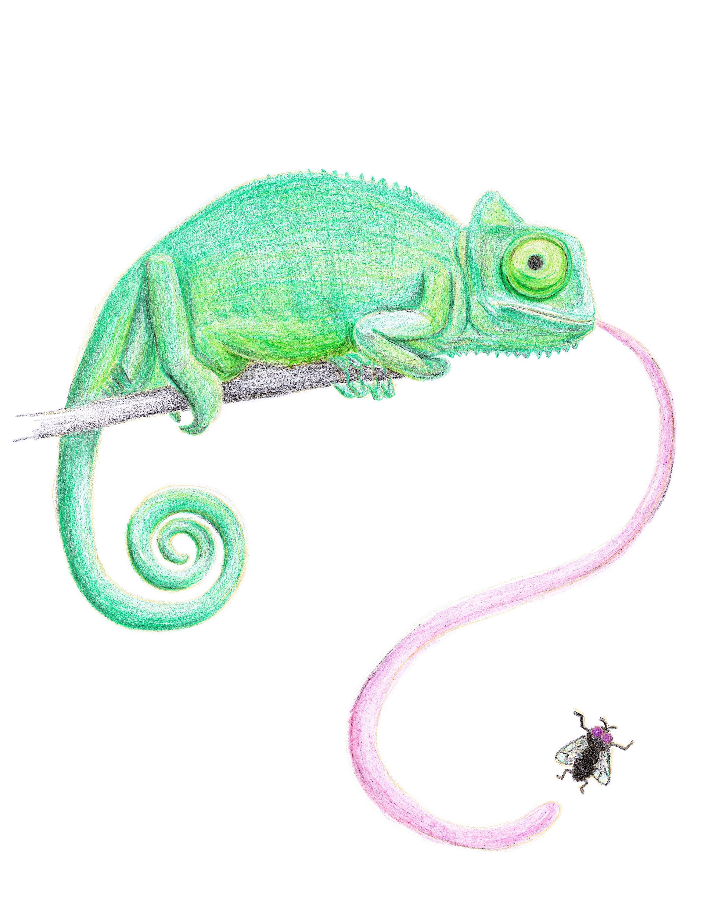 Chameleon Pencil Drawing