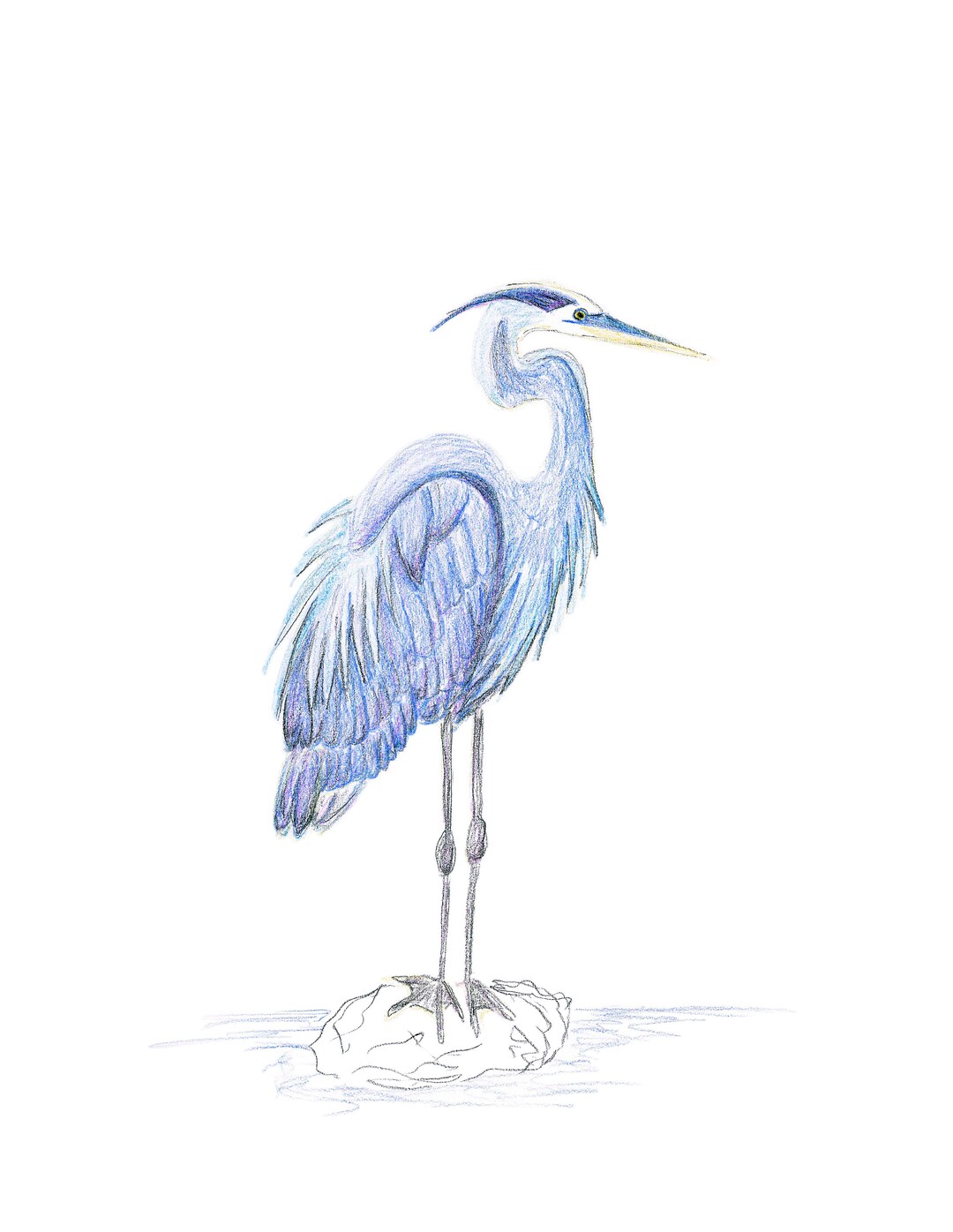 Great Blue Heron, Fine Art Print of a Colored Pencil Drawing by Kat ...