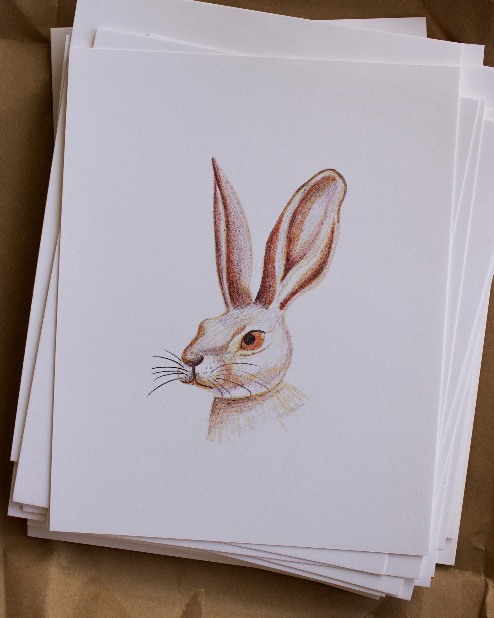 Rabbit, Fine Art Print of a Colored Pencil Drawing by Kat Dicconson - Etsy