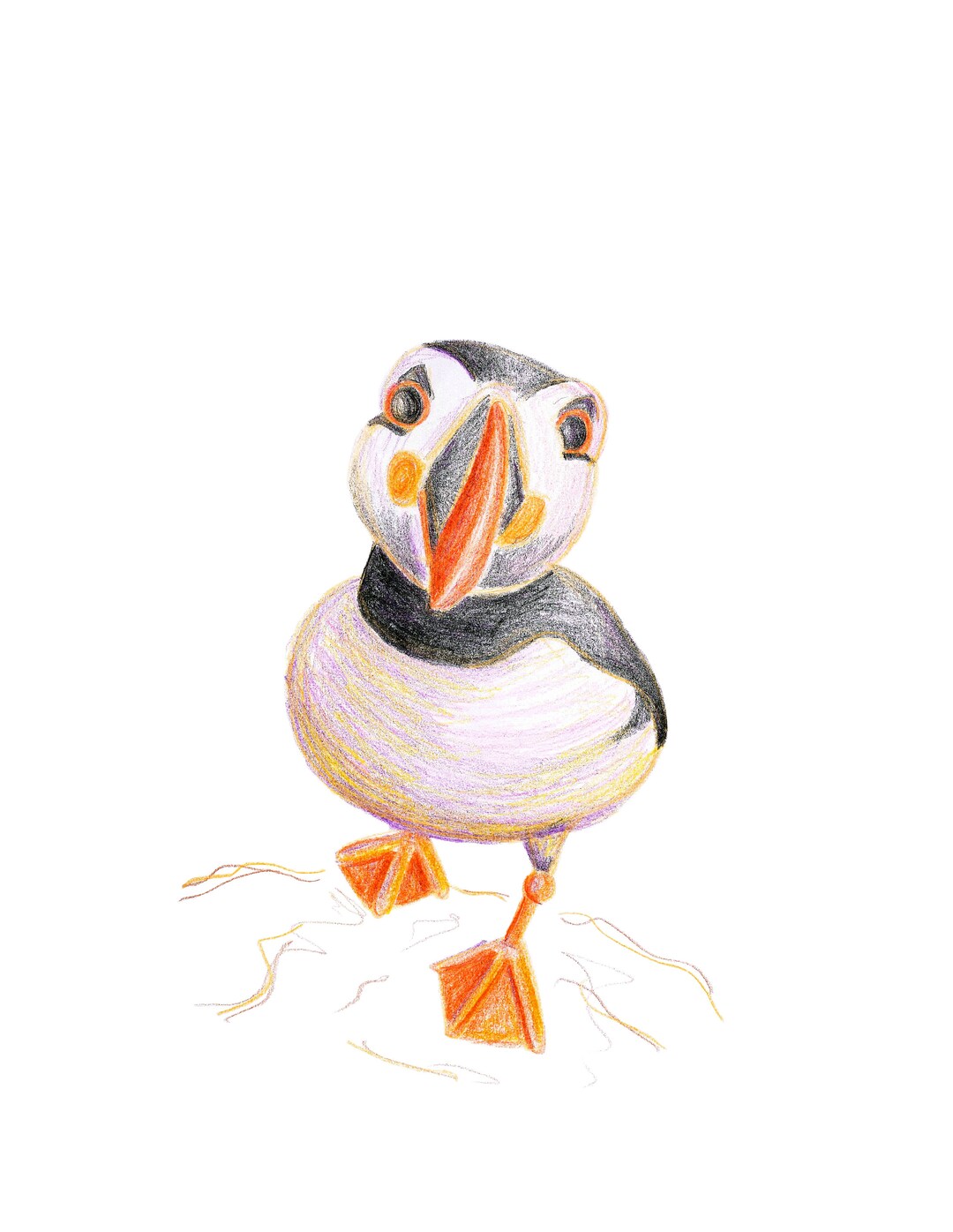 Puffin, Fine Art Print of a Colored Pencil Drawing by Kat Dicconson - Etsy