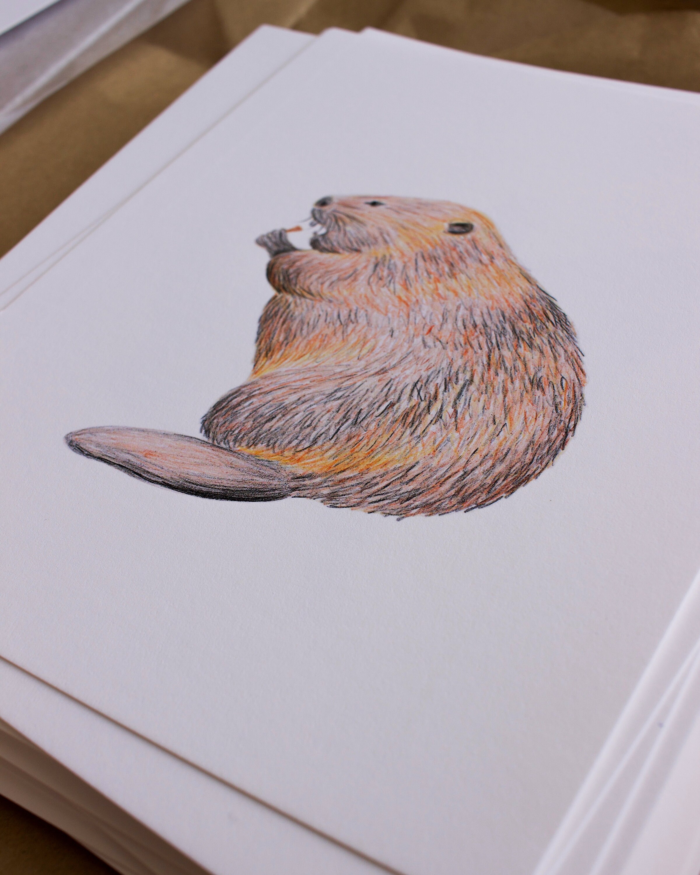 Beaver, Fine Art Print of a Colored Pencil Drawing by Kat Dicconson - Etsy