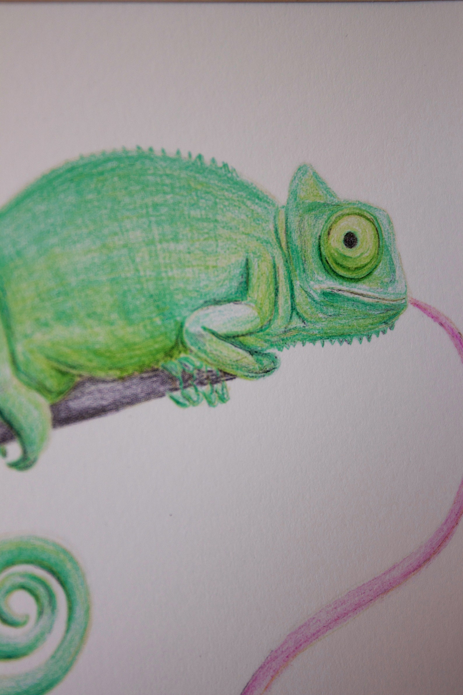 Chameleon, Fine Art Print of a Colored Pencil Drawing by Kat Dicconson ...