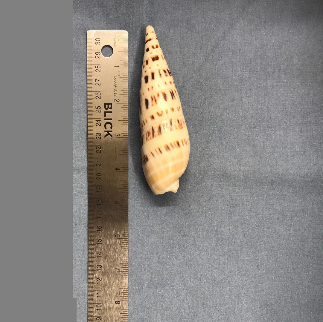 Shell - Marlin Spike Auger - Etsy