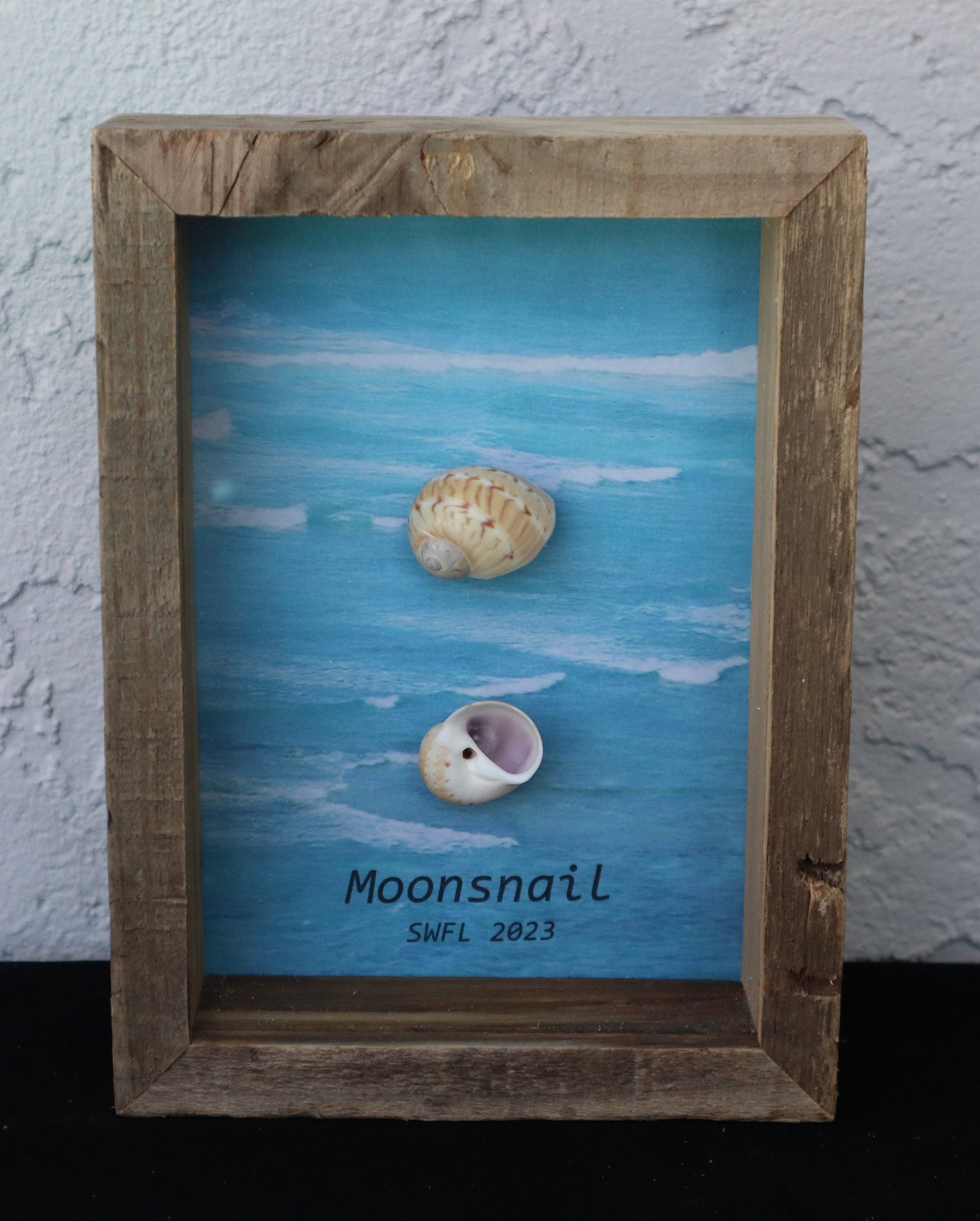Seashell Shadow Box Frames - Set of 3 - Etsy