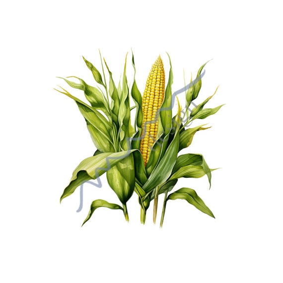 Corn Crop Clipart
