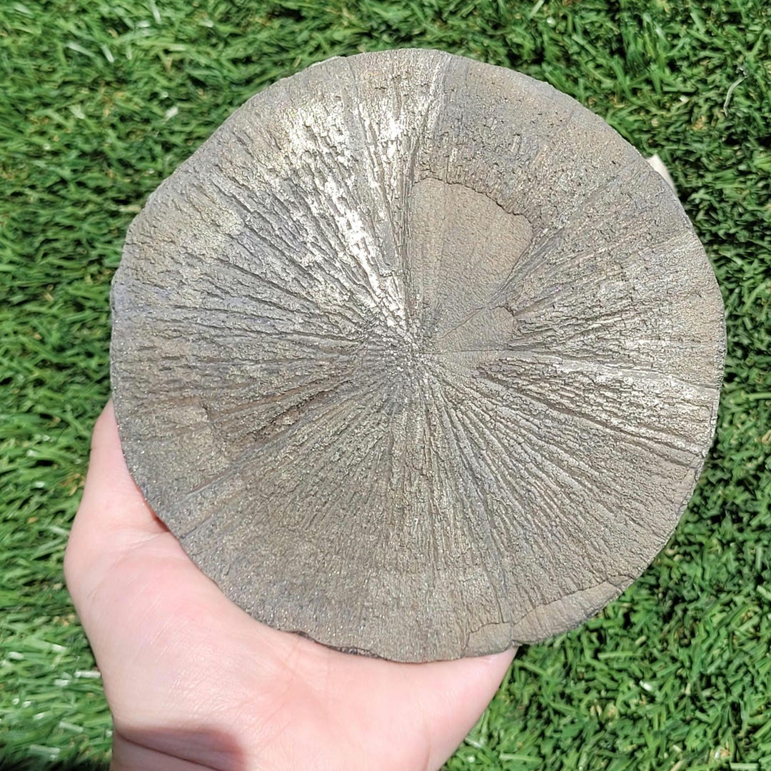 HUGE Pyrite Sun Disc Crystal - Etsy
