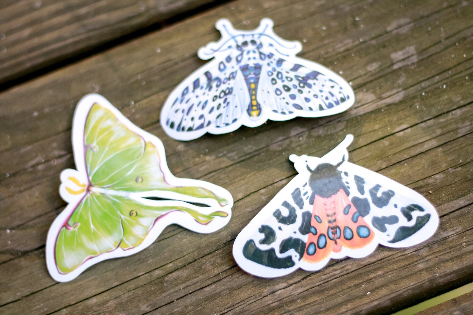 Moth Sticker Pack 3 Piece Die Cut Vinyl Sticker Pack Luna - Etsy Israel