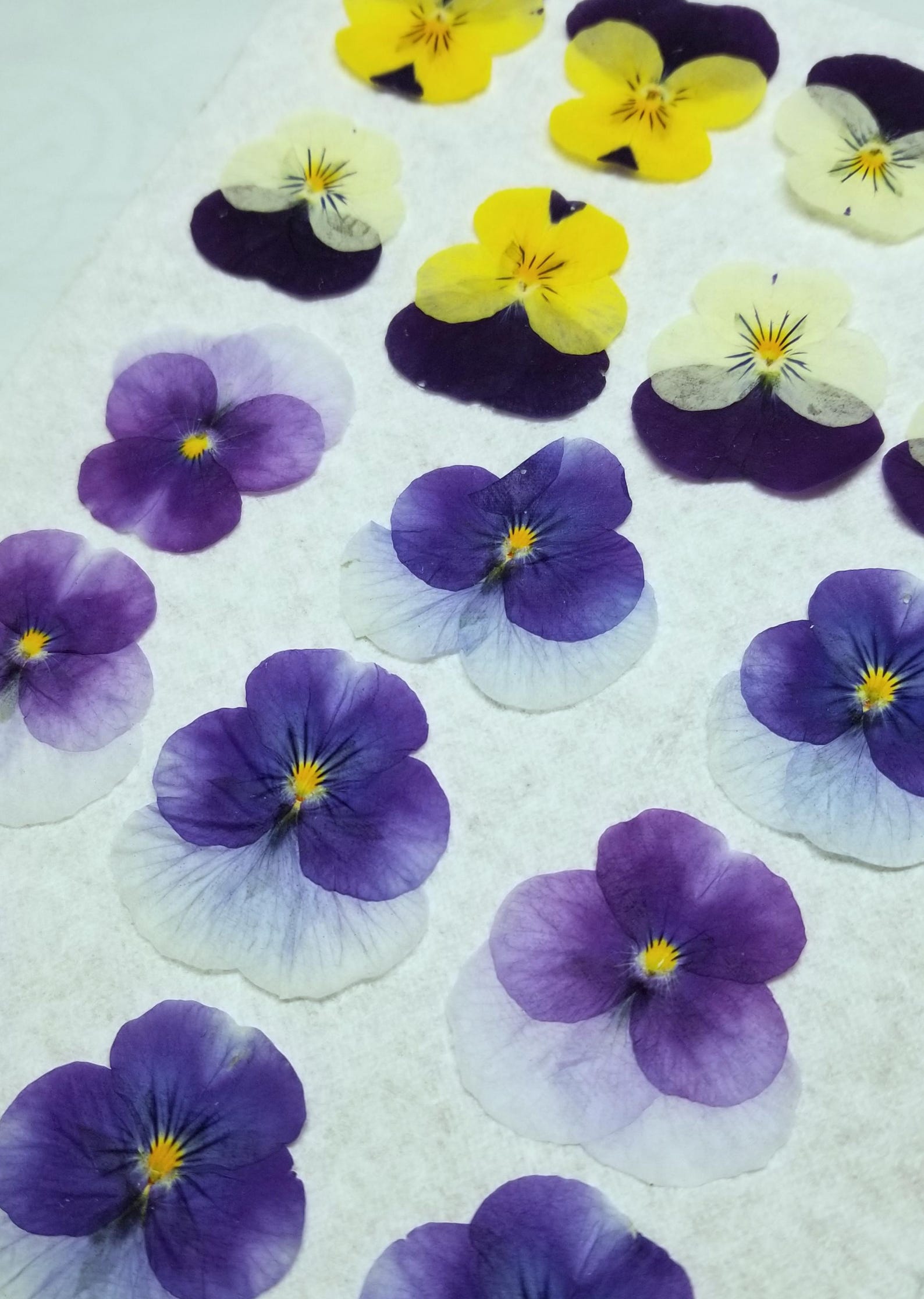 Pressed Dried Pansy Flowers, Card Making, Resin Jewelry, Greeting Cards ...