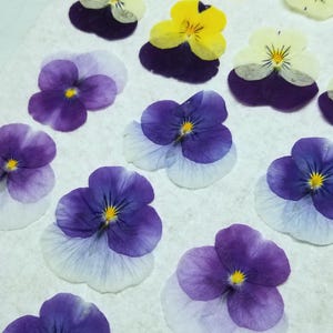 Pressed Dried Pansy Flowers, Card Making, Resin Jewelry, Greeting Cards ...