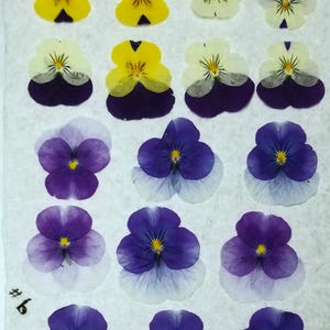 Pressed Dried Pansy Flowers, Card Making, Resin Jewelry, Greeting Cards ...