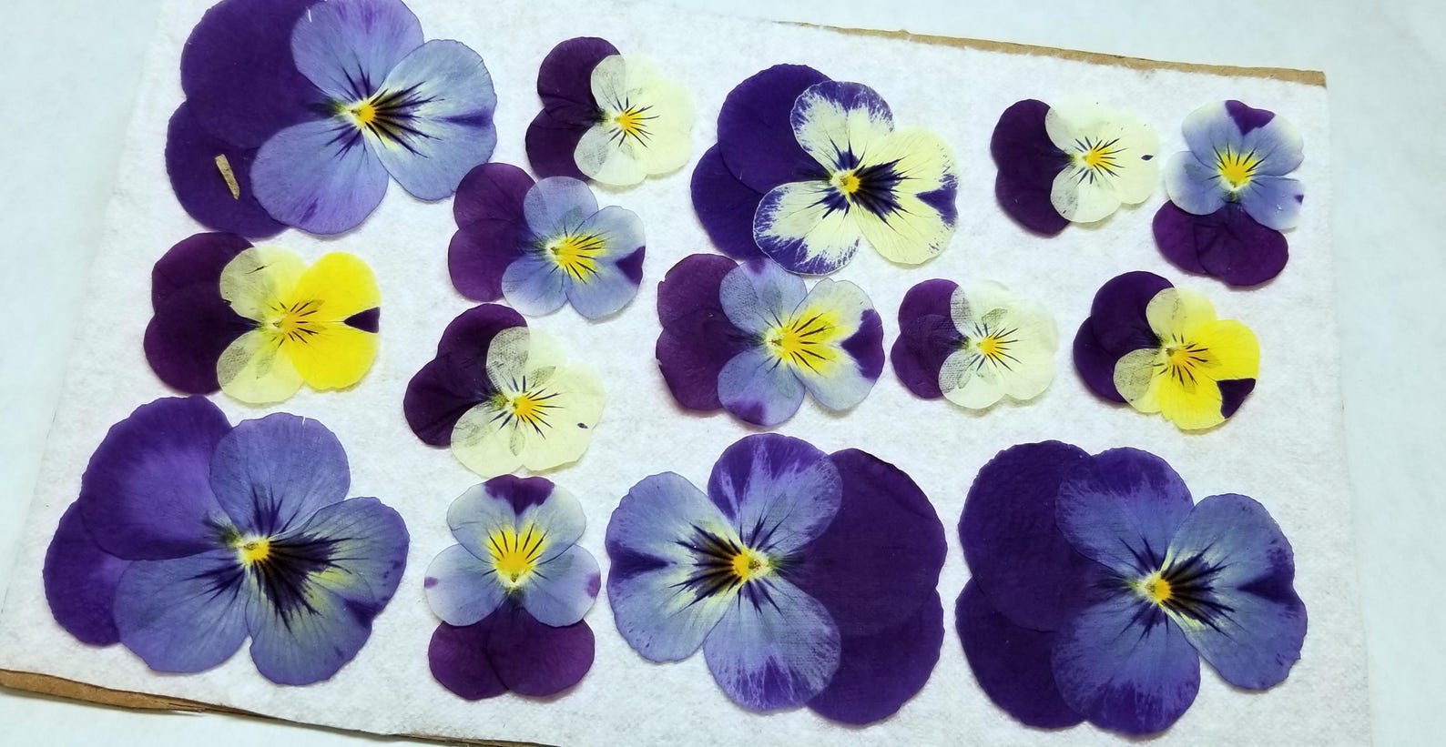 Pressed Dried Pansy Flowers, Card Making, Resin Jewelry, Greeting Cards ...