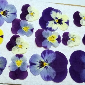 Pressed Dried Pansy Flowers, Card Making, Resin Jewelry, Greeting Cards ...
