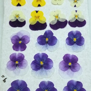 Pressed Dried Pansy Flowers, Card Making, Resin Jewelry, Greeting Cards ...