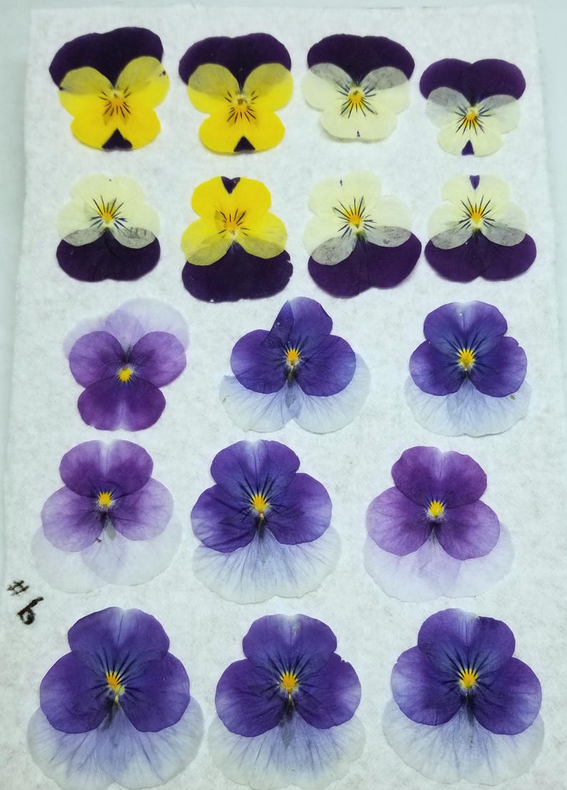 Pressed Dried Pansy Flowers, Card Making, Resin Jewelry, Greeting Cards ...