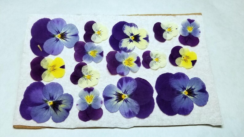 Pressed Dried Pansy Flowers, Card Making, Resin Jewelry, Greeting Cards ...