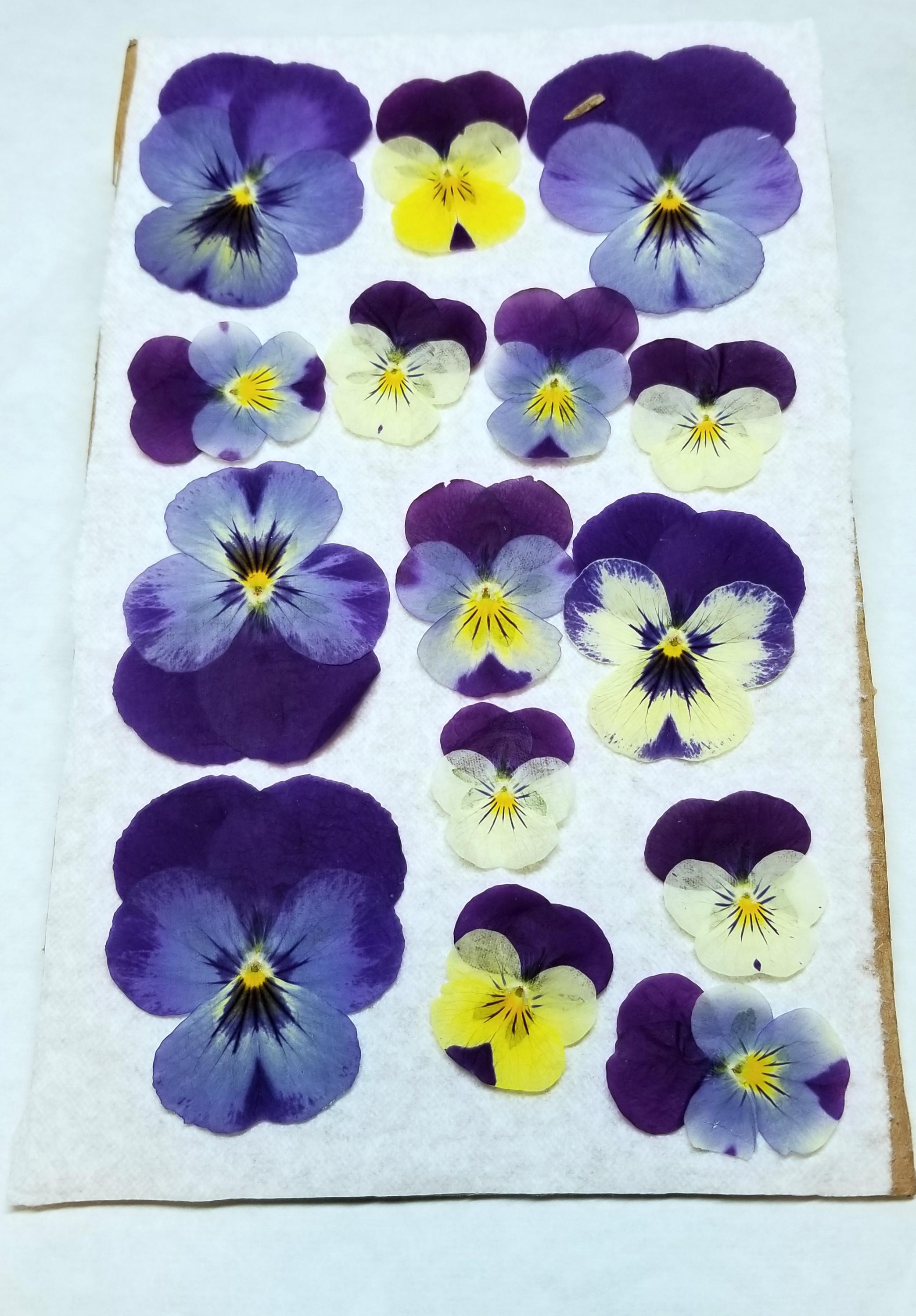 Pressed Dried Pansy Flowers, Card Making, Resin Jewelry, Greeting Cards ...