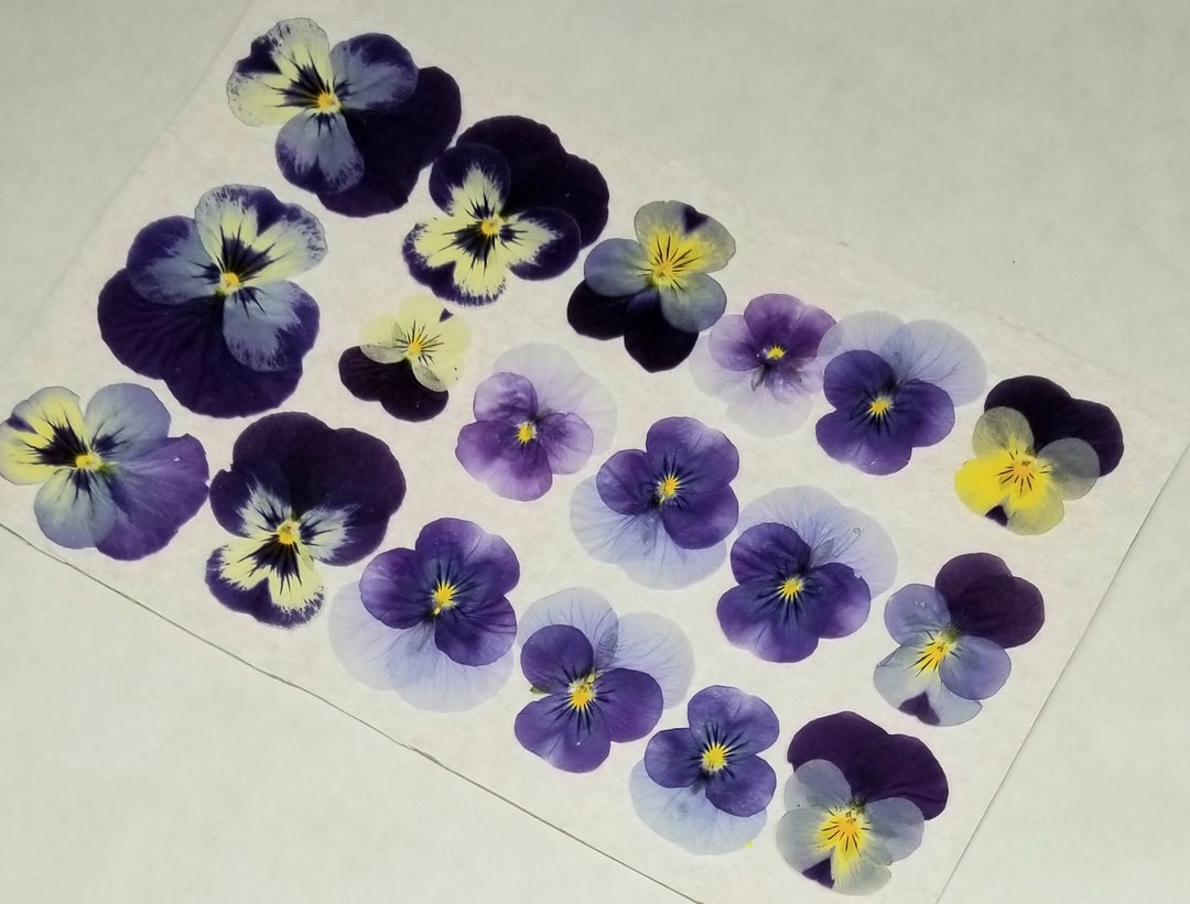 Pressed Dried Pansy Flowers Card Making Resin Jewelry - Etsy