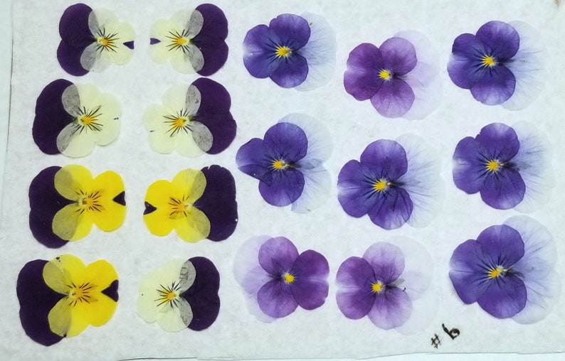 Pressed Dried Pansy Flowers, Card Making, Resin Jewelry, Greeting Cards ...