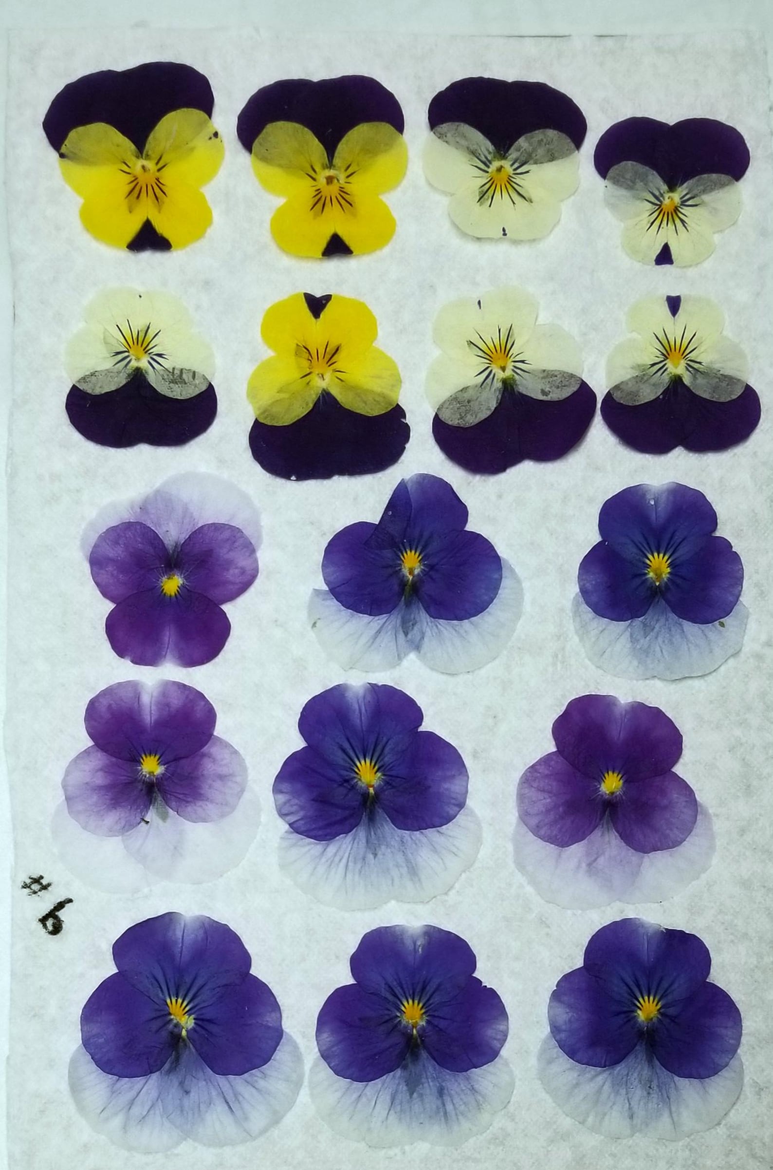 Pressed Dried Pansy Flowers, Card Making, Resin Jewelry, Greeting Cards ...