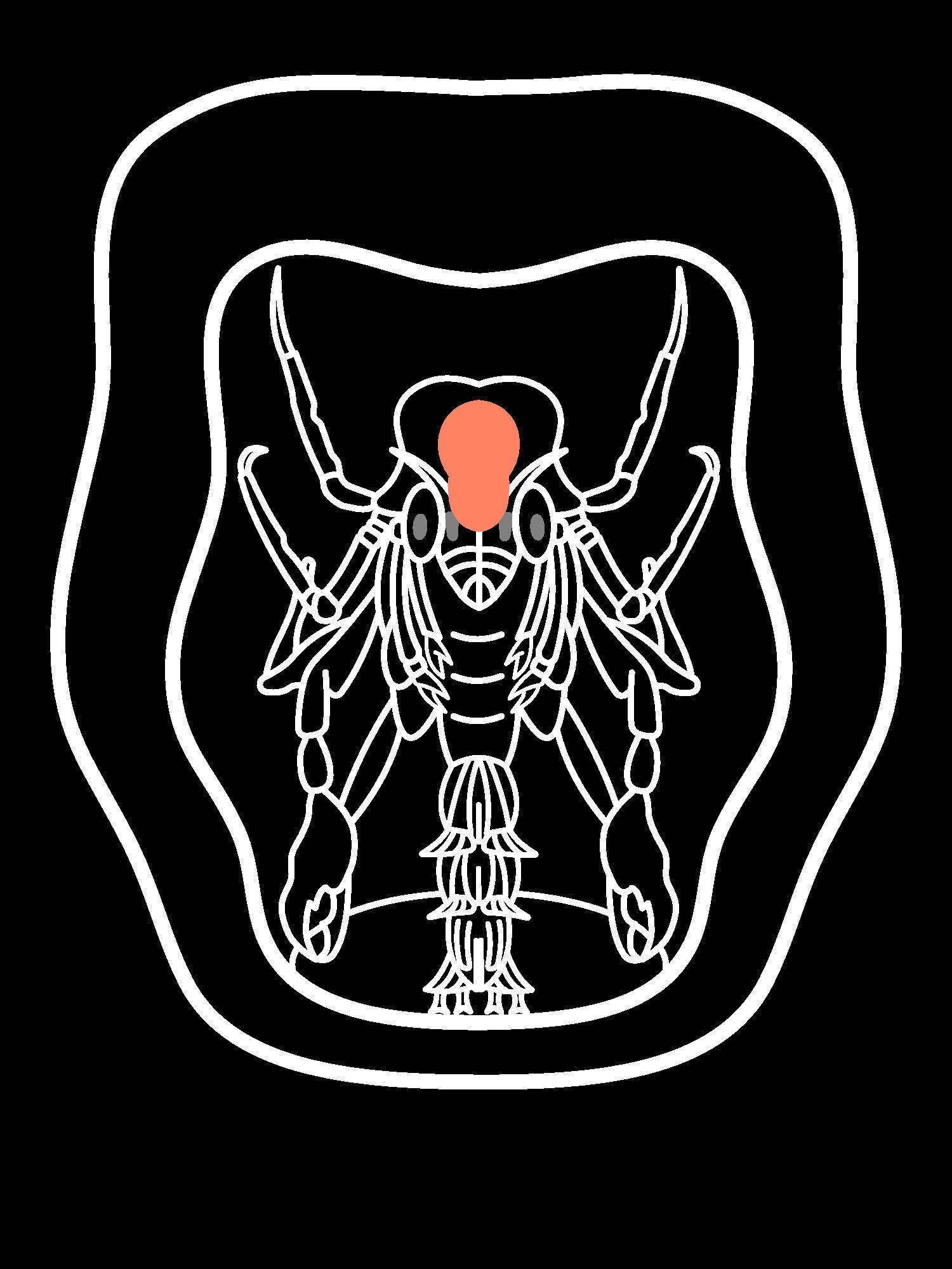 Deep-sea Phronima Amphipod Clear Sticker - Etsy