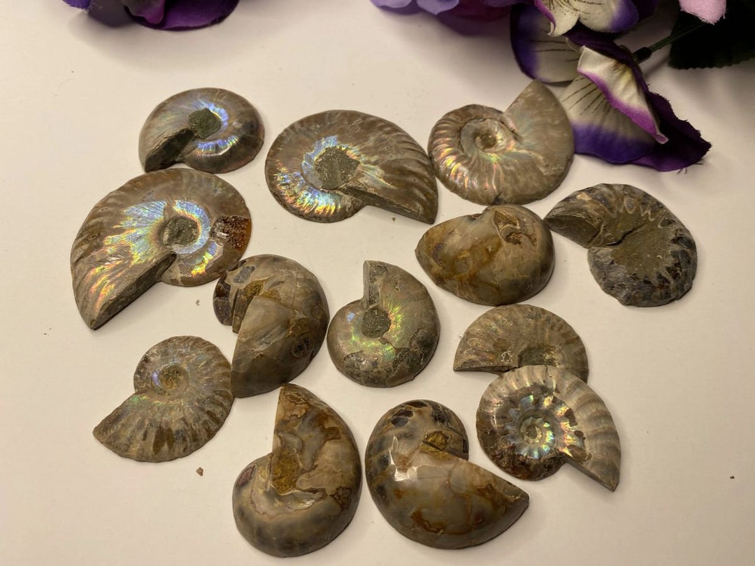 Ammonite Small Fossil - Etsy