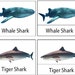 3 Part Matching Cards: Sharks of the World - Etsy