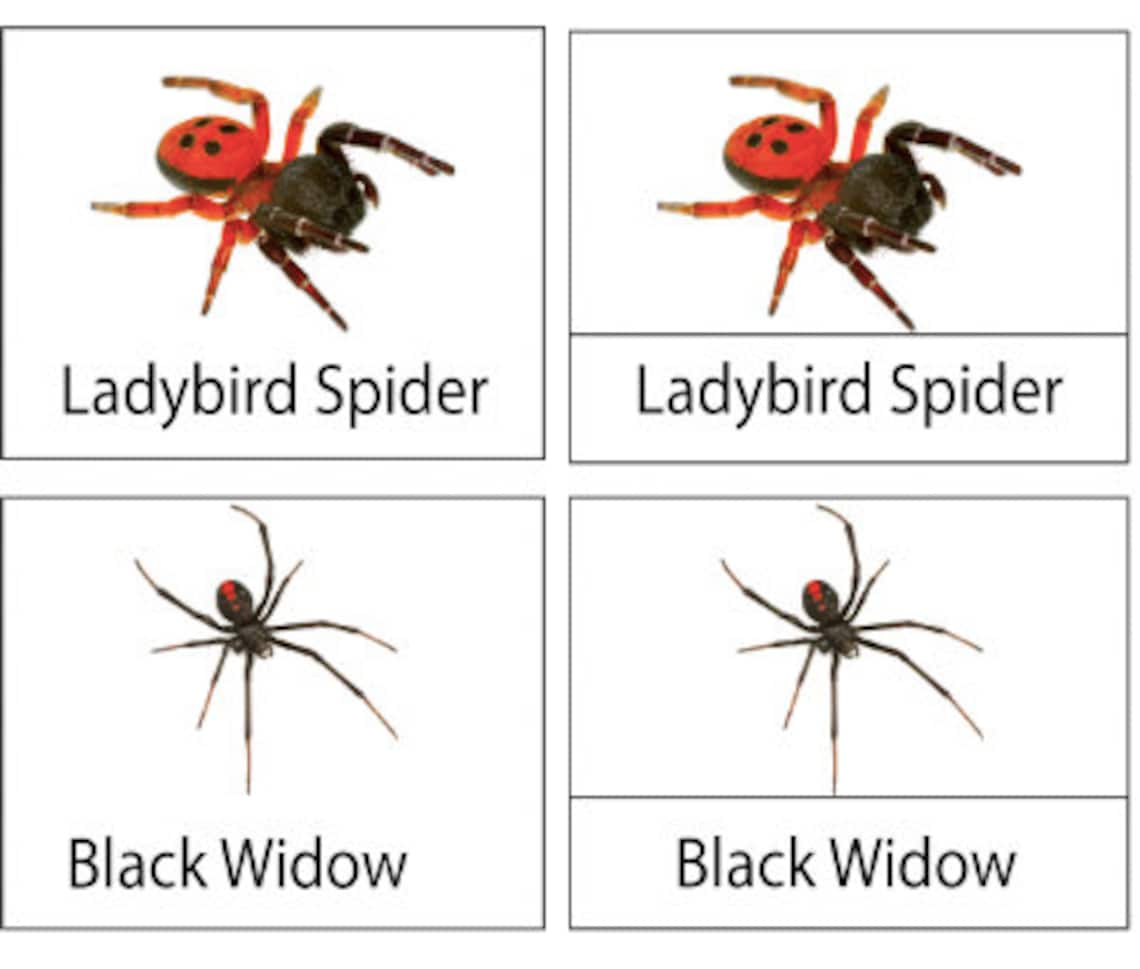 Spider 3 Part Montessori Cards nature Unit, Halloween, Charlotte's Web ...