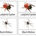 Spider 3 Part Montessori Cards (nature Unit, Halloween, Charlotte's Web ...