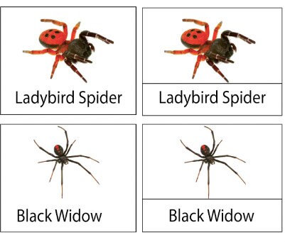 Spider 3 Part Montessori Cards (nature Unit, Halloween, Charlotte's Web ...