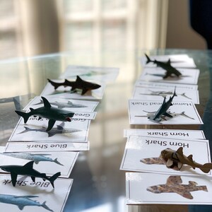 3 Part Matching Cards: Sharks of the World - Etsy