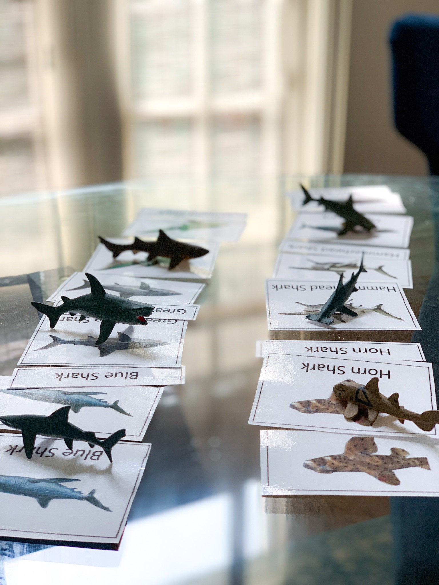 3 Part Matching Cards: Sharks of the World - Etsy