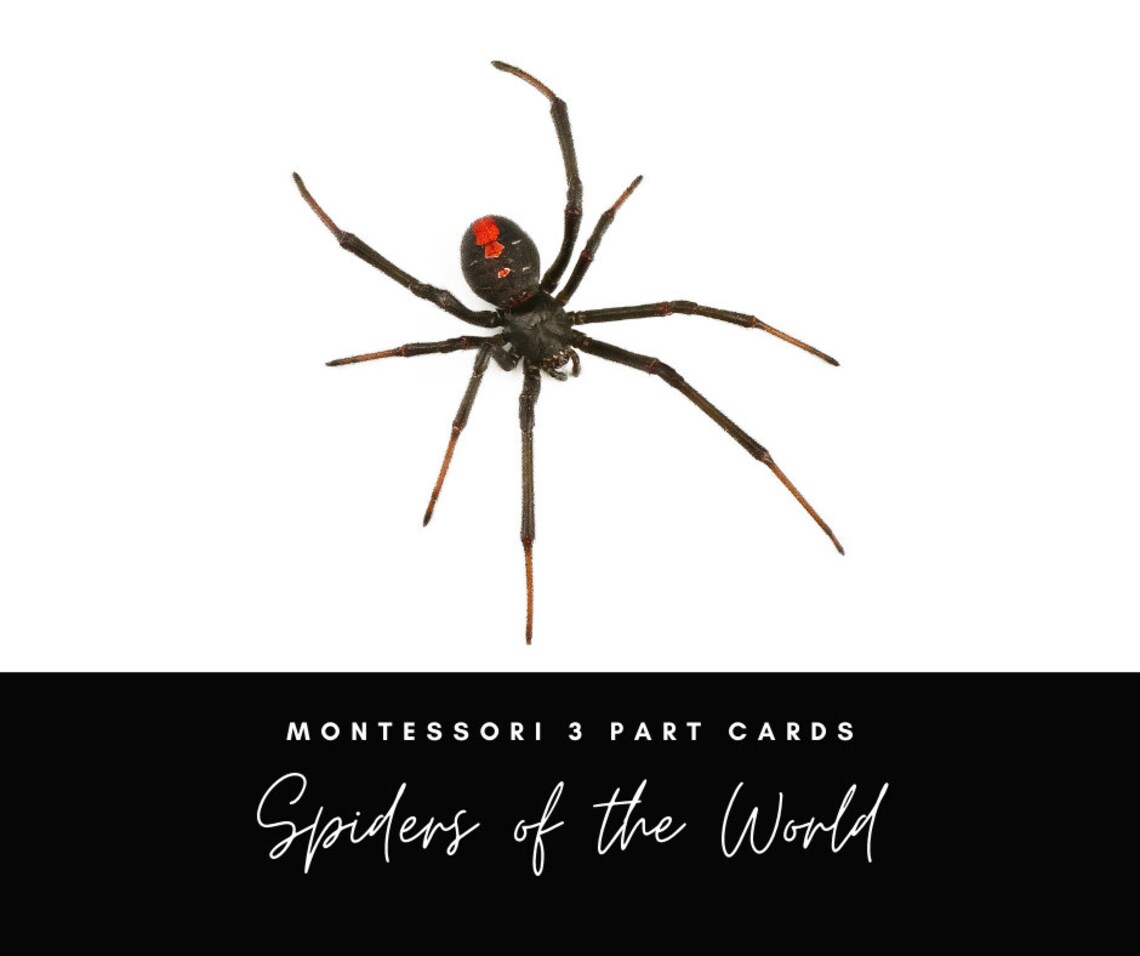 Spider 3 Part Montessori Cards (nature Unit, Halloween, Charlotte's Web ...